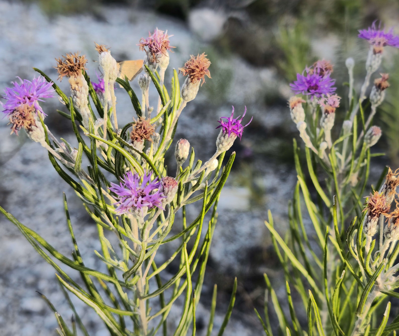Texas Woolly Ironweed Rare Seeds Hardy Native, Drought Tolerant, Silver ...