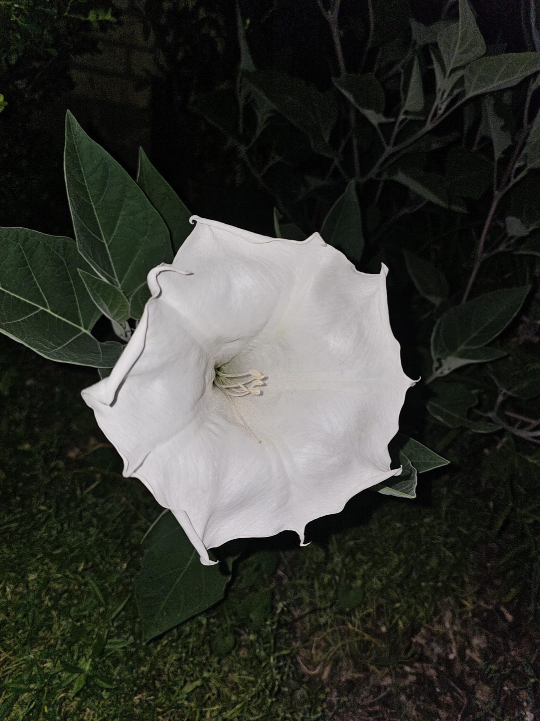 Sacred Datura Native Seeds (datura Wrightii) - Devils Trumpet - HUGE ...