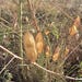 Bladderpod Native Seeds (sesbania Vesicaria) Riverhemp, Bagpod - Wet ...