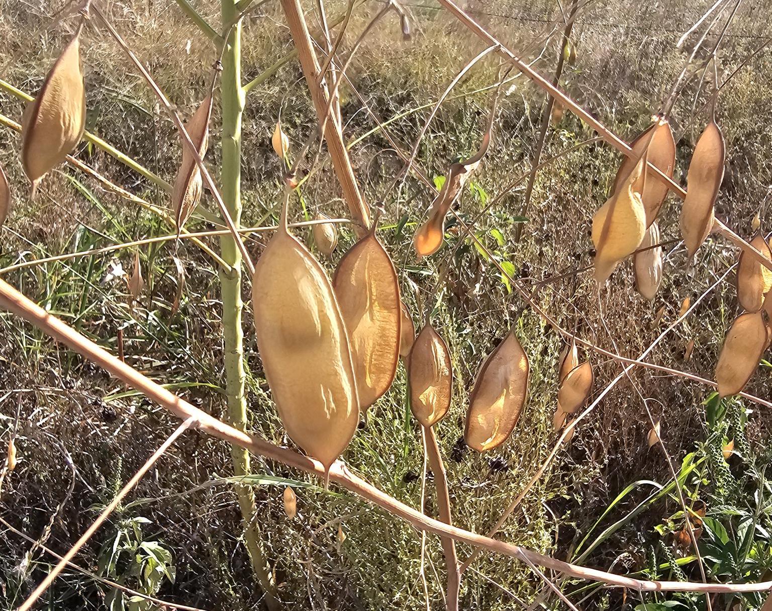 Bladderpod Native Seeds (sesbania Vesicaria) Riverhemp, Bagpod - Wet ...