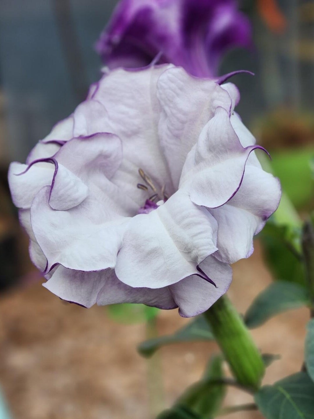 Purple Ballerina Datura Rare Seeds - Fragrant Datura Double 'purple ...