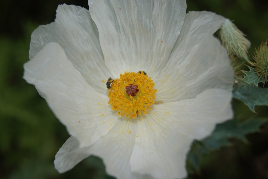 White Prickly Poppy Seeds - (argemone Albiflora) - Native Bluestem ...
