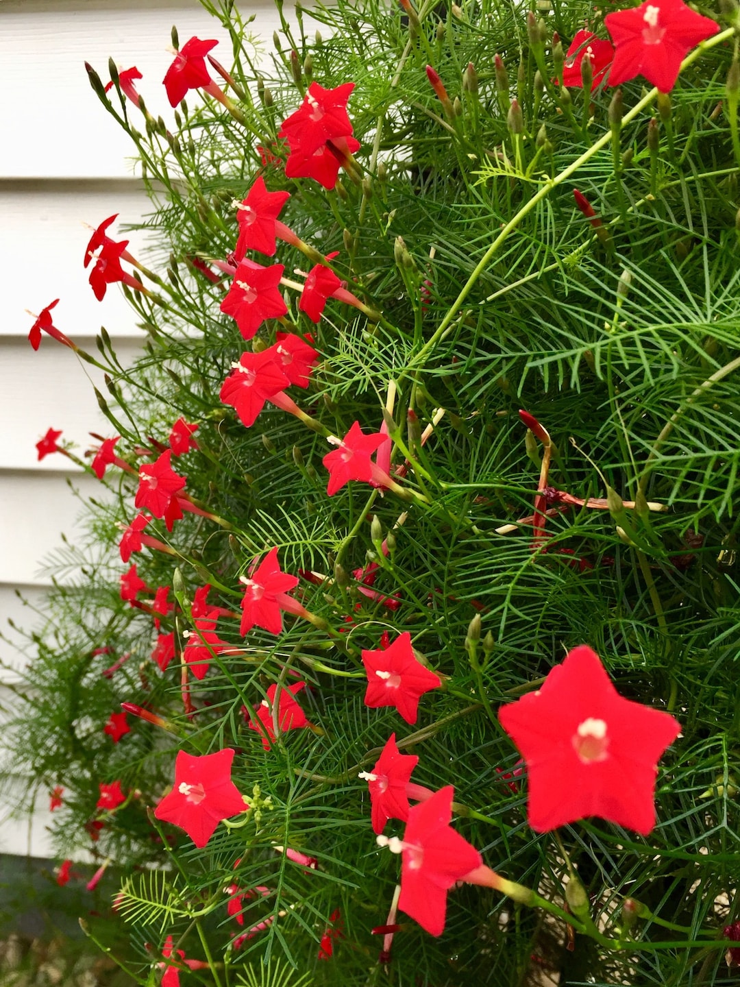 Rare Red Maiden's Feather Cypress Vine, Cardinal Creeper, Unique ...