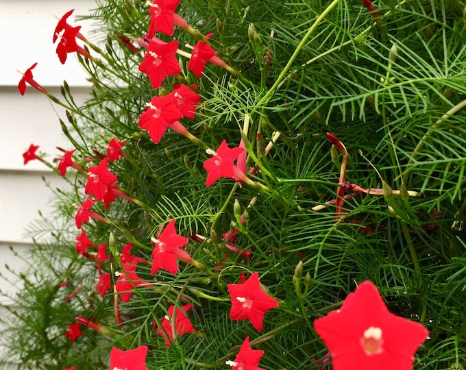 Rare Red Maiden's Feather Cypress Vine, Cardinal Creeper, Unique ...