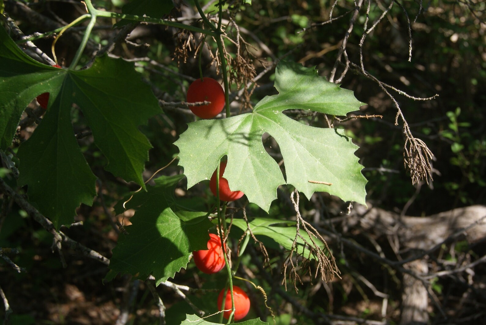 Ibervillea Lindheimeri Vine Rare Seeds - Snake Apple - Unique Texas ...