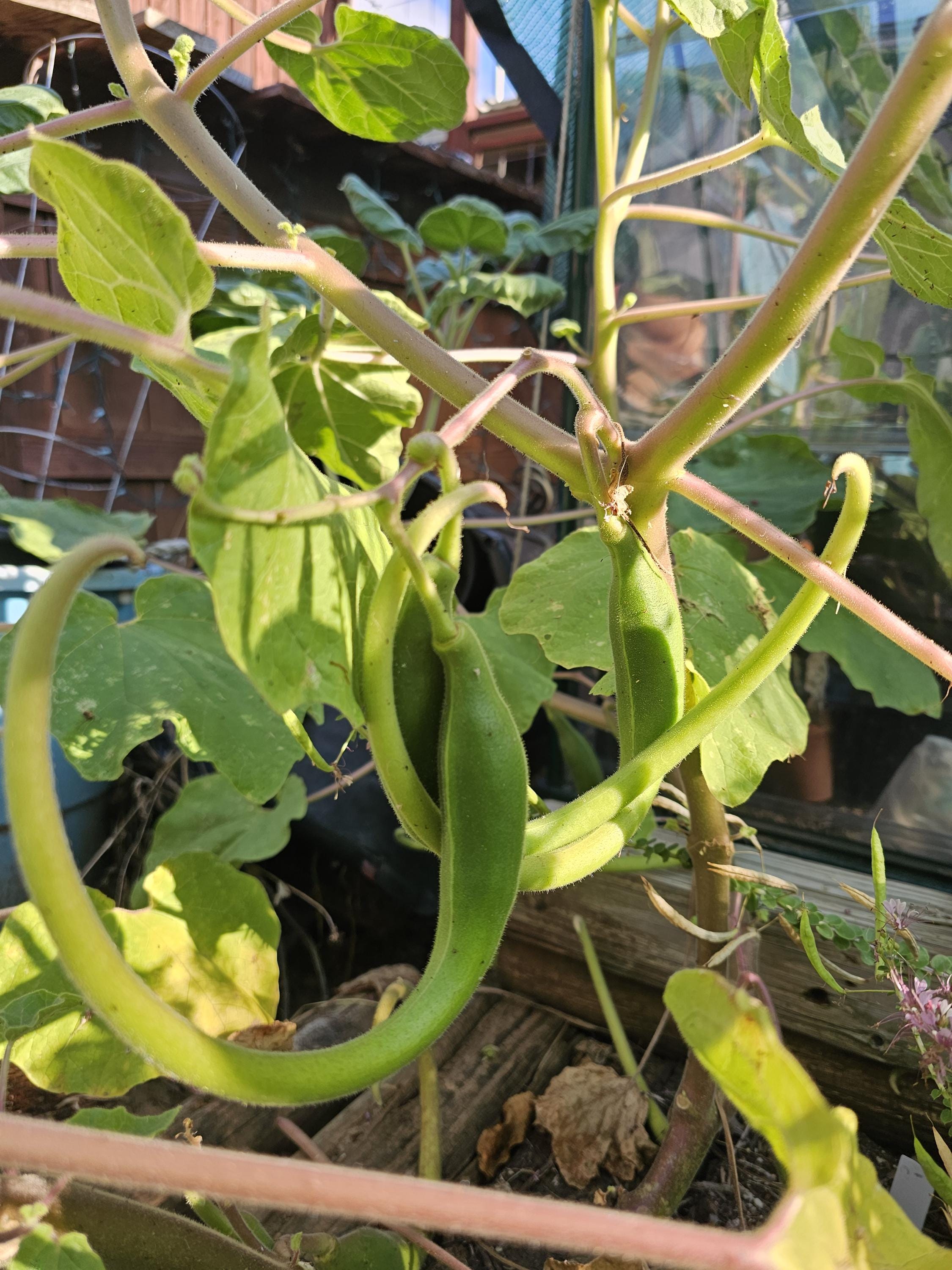 Tohono O'odham Devil's Claw Seeds - (proboscidea Parviflora) Unicorn ...