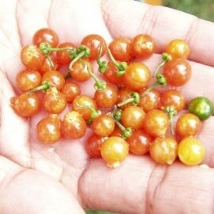 Rare Berries Seed Collection 3 Berry Varieties Tasty, Unique, Rare ...