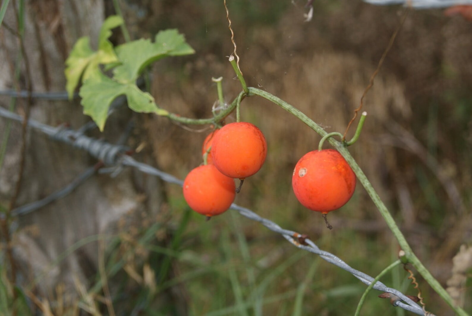 Ibervillea Lindheimeri Vine Rare Seeds - Snake Apple - Unique Texas ...