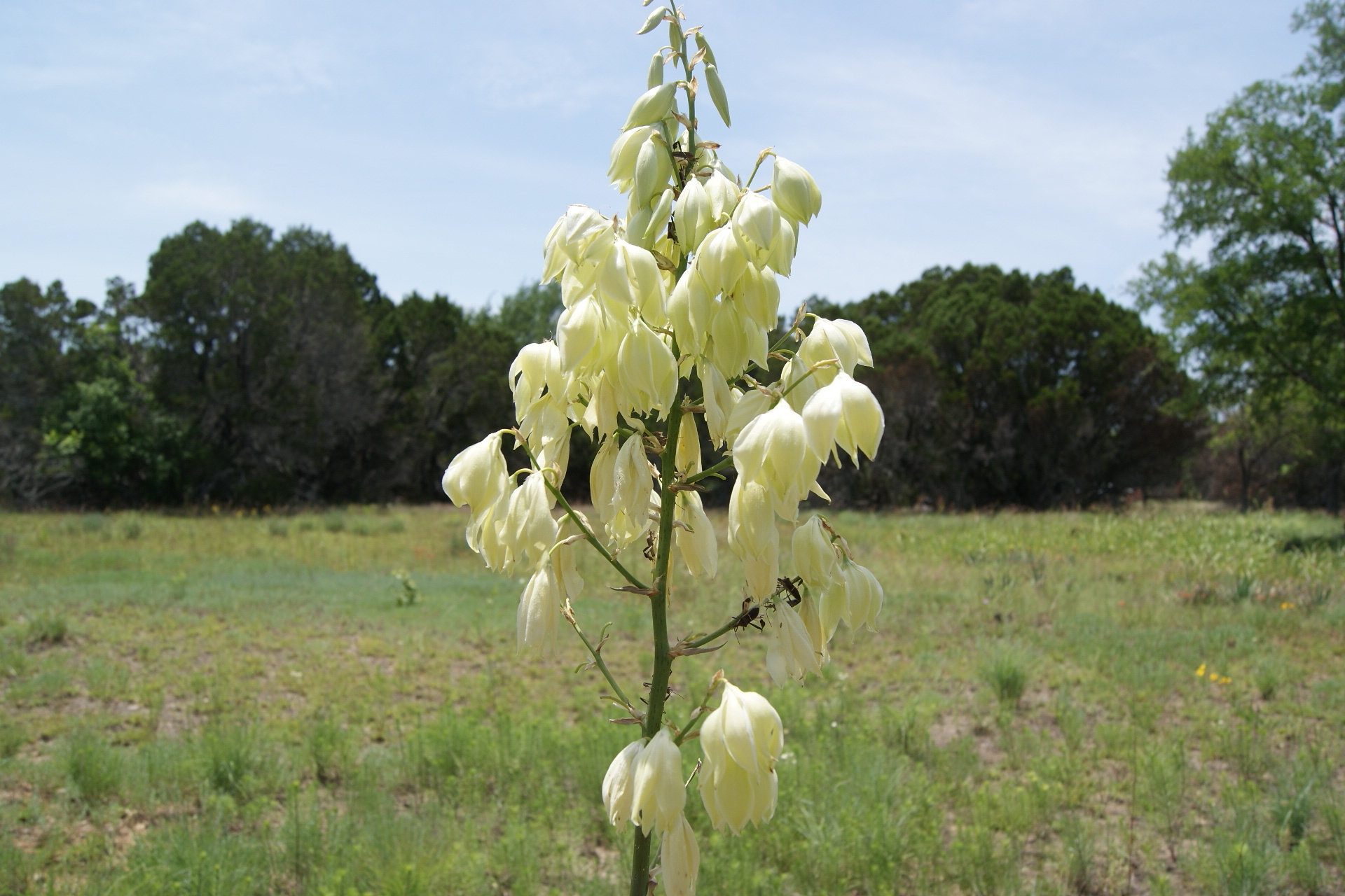 Texas Blue Yucca Seeds (yucca Pallida) Native Endemic Pale Yucca, Pale ...