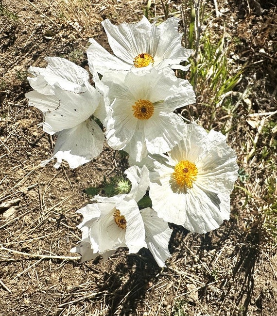 White Poppy Seeds Maw Seeds White By SPICESontheWEB