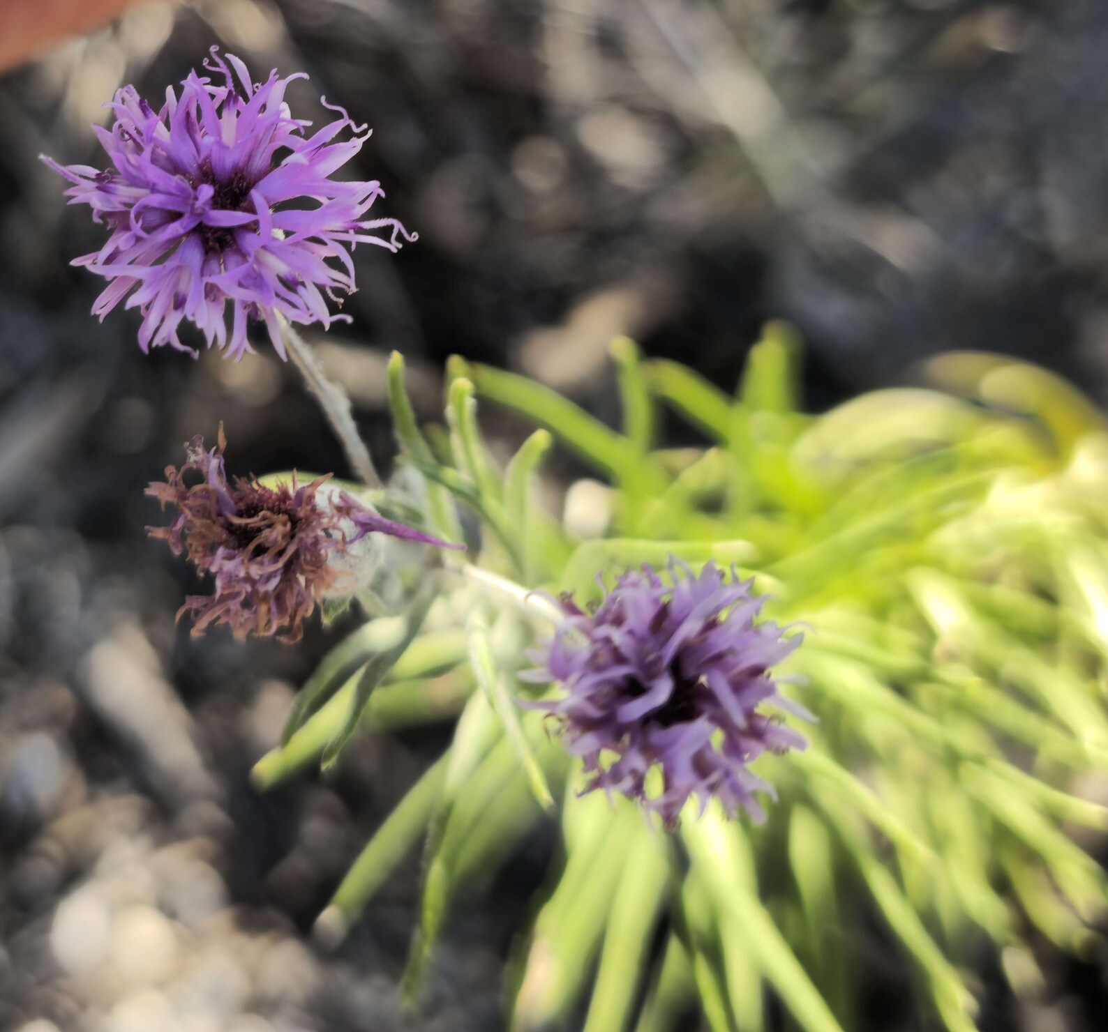 Texas Woolly Ironweed Rare Seeds Hardy Native, Drought Tolerant, Silver ...