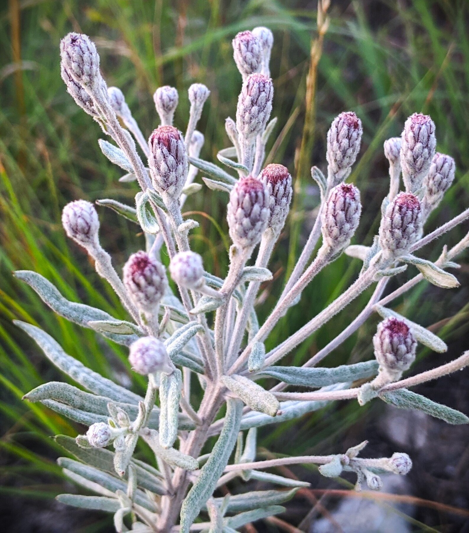 Texas Woolly Ironweed Rare Seeds Hardy Native, Drought Tolerant, Silver ...