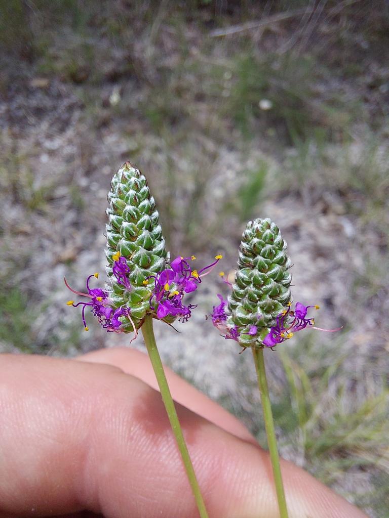 Slender Prairie Clover Seeds (dalea Tenuis) Rare Texas Native, Drought ...