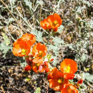 Apricot Desert Globemallow Rare Seeds (sphaeralcea Ambigua) | DROUGHT ...
