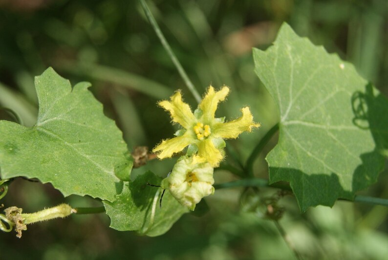 Ibervillea Lindheimeri Vine Rare Seeds - Snake Apple - Unique Texas ...