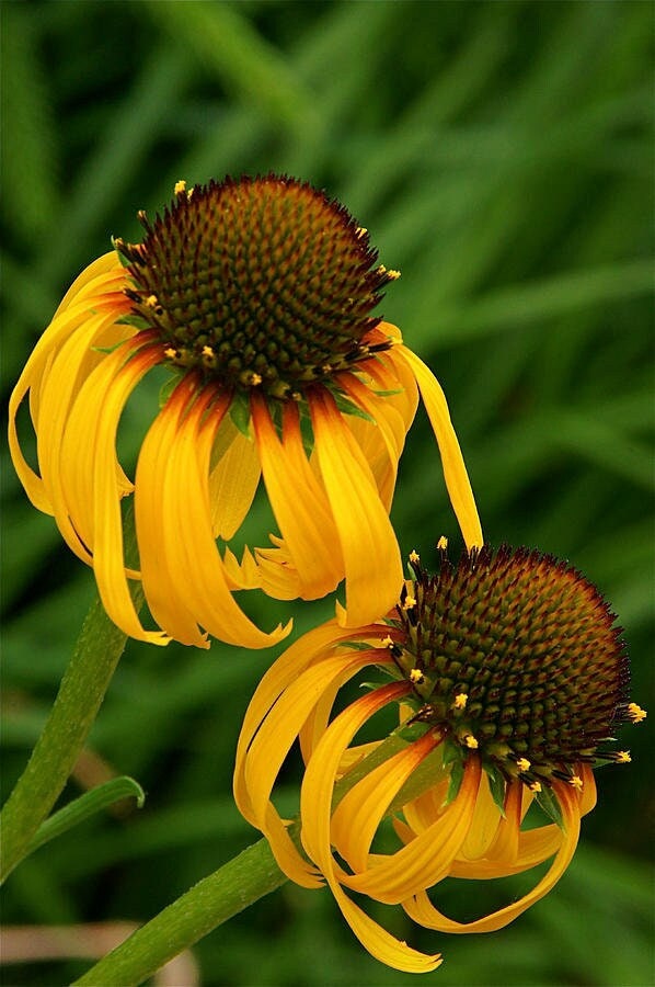 Bush's Coneflower Rare Native Seeds | Echinacea Paradoxa, Ozark ...