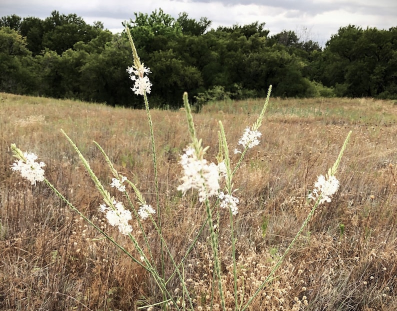 False Guara Rare Native Seeds (oenothera Glaucifolia) Evening Primrose ...