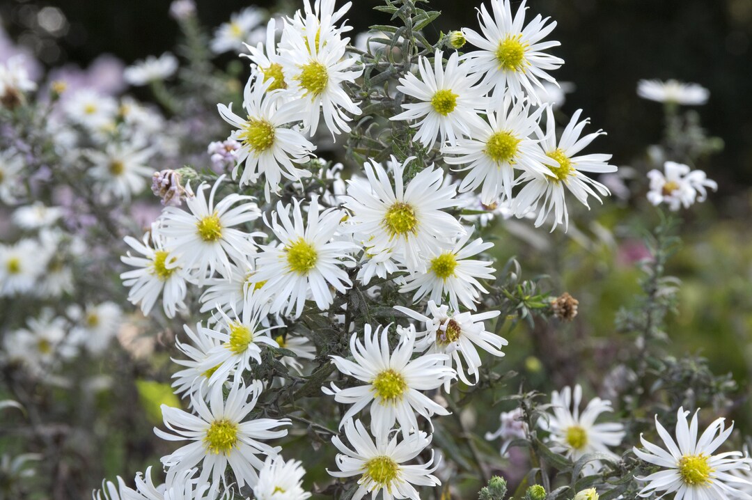 Texas Heath Aster Native Seeds (aster, Symphyotrichum Ericoides ...