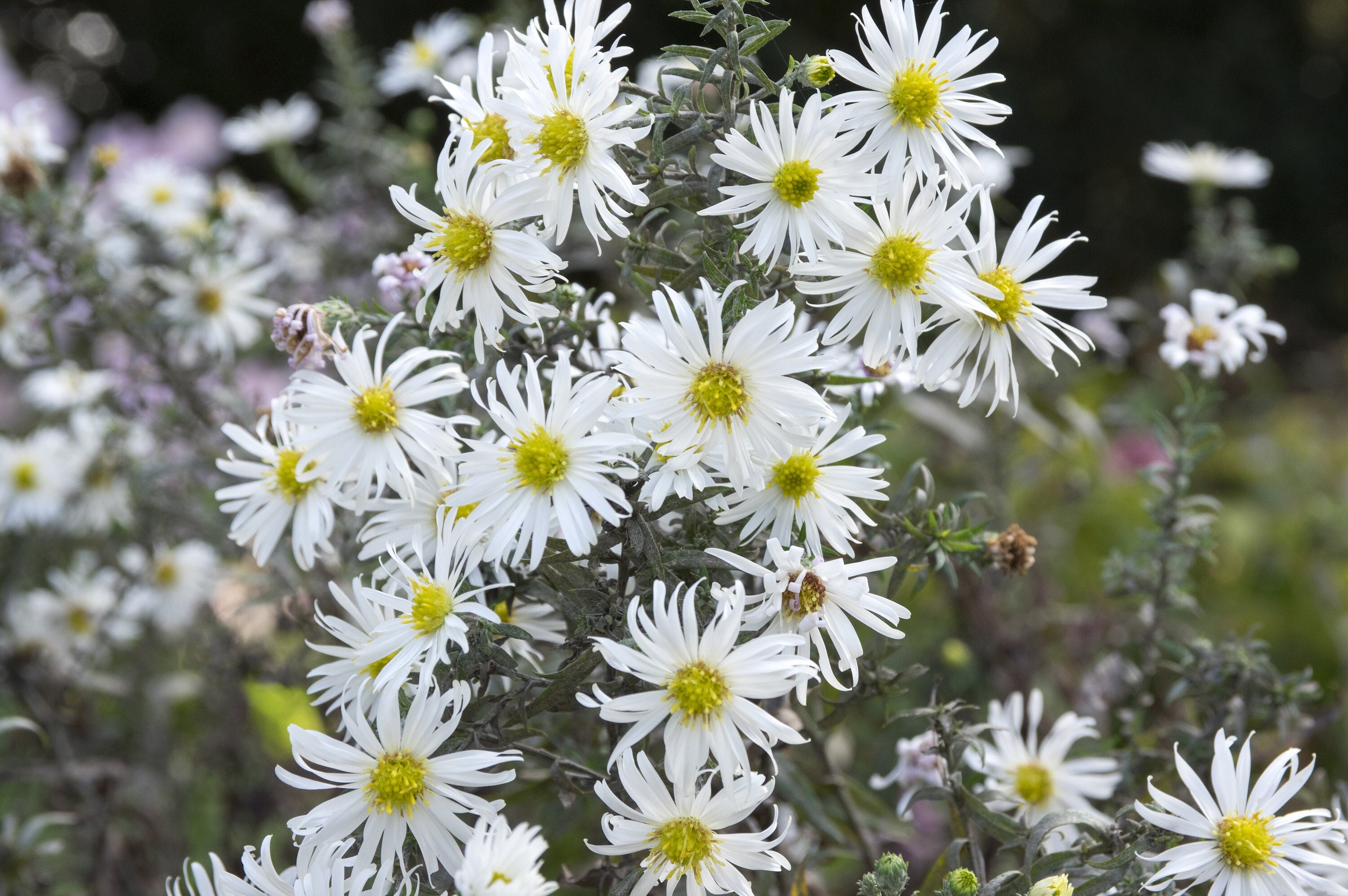 Texas Heath Aster Native Seeds (aster, Symphyotrichum Ericoides ...