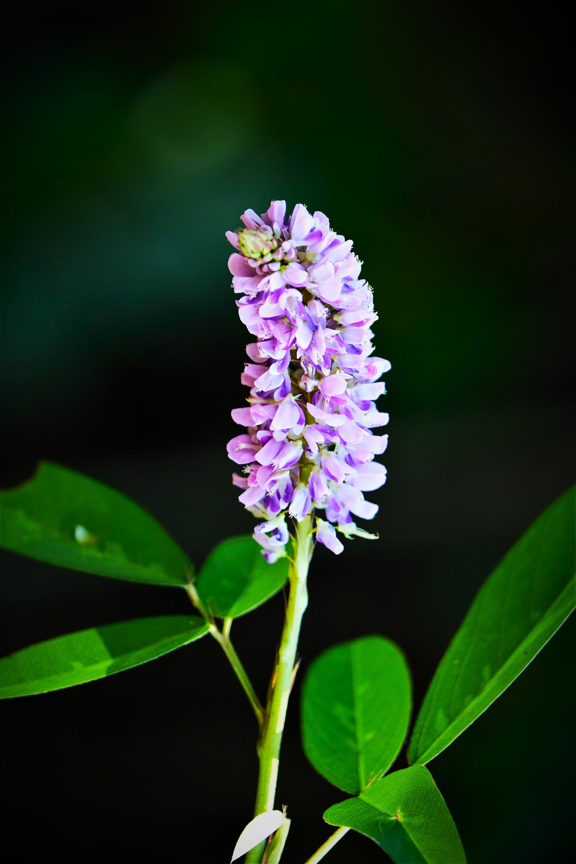 Sampson's Snakeroot 10 Rare Seeds Orbexilum Pedunculatum Pollinator ...