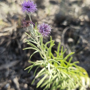 Texas Woolly Ironweed Rare Seeds | Hardy Native, Drought Tolerant ...