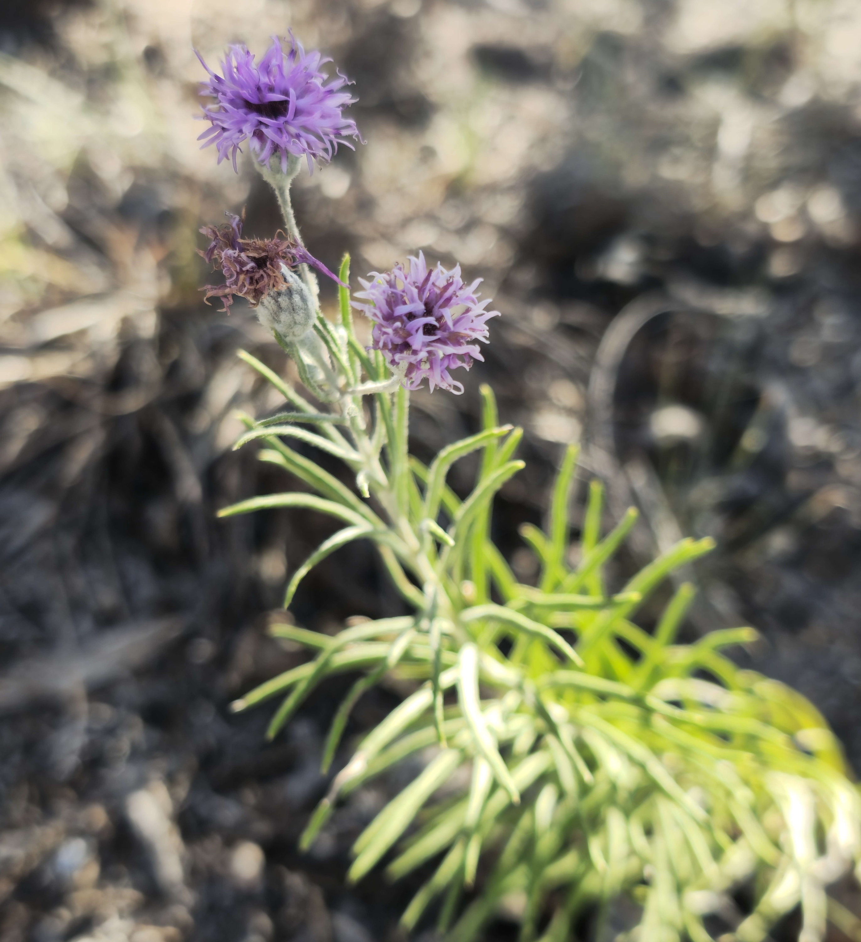 Texas Woolly Ironweed Rare Seeds Hardy Native, Drought Tolerant, Silver ...
