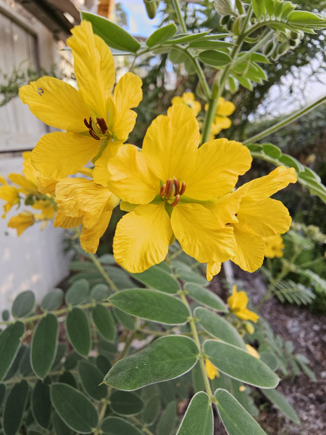 Velvet Leaf Senna Seeds (senna Lindheimeri) Native Texas Shrub - Etsy