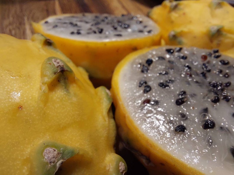 Gold Dragonfruit Rare Seeds, DELICIOUS Ecuador Palora Yellow Pitaya ...