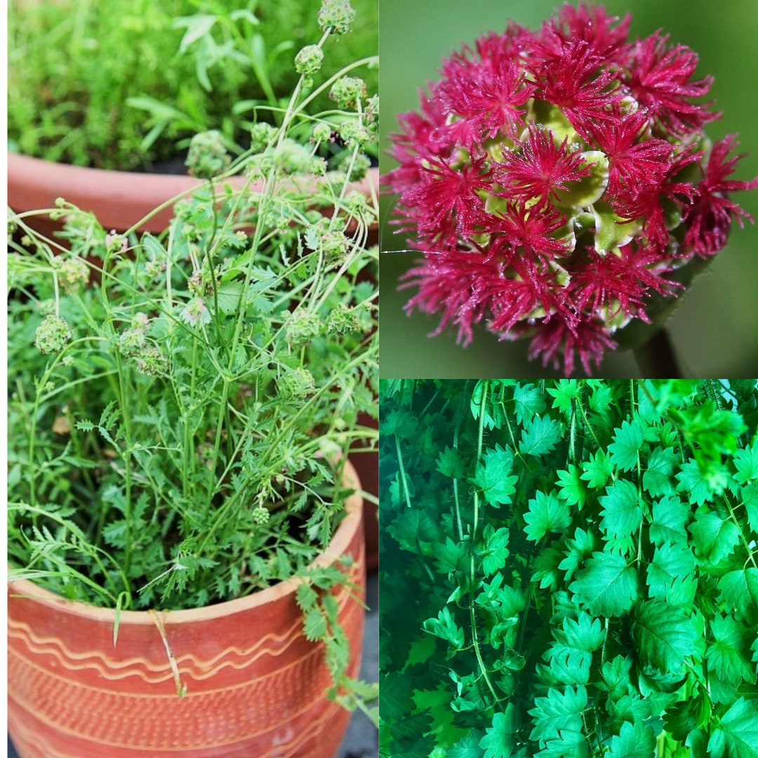 Sanguisorba Burnet Seeds, Perennial Greens | Small Burnet | Hardy Herb ...