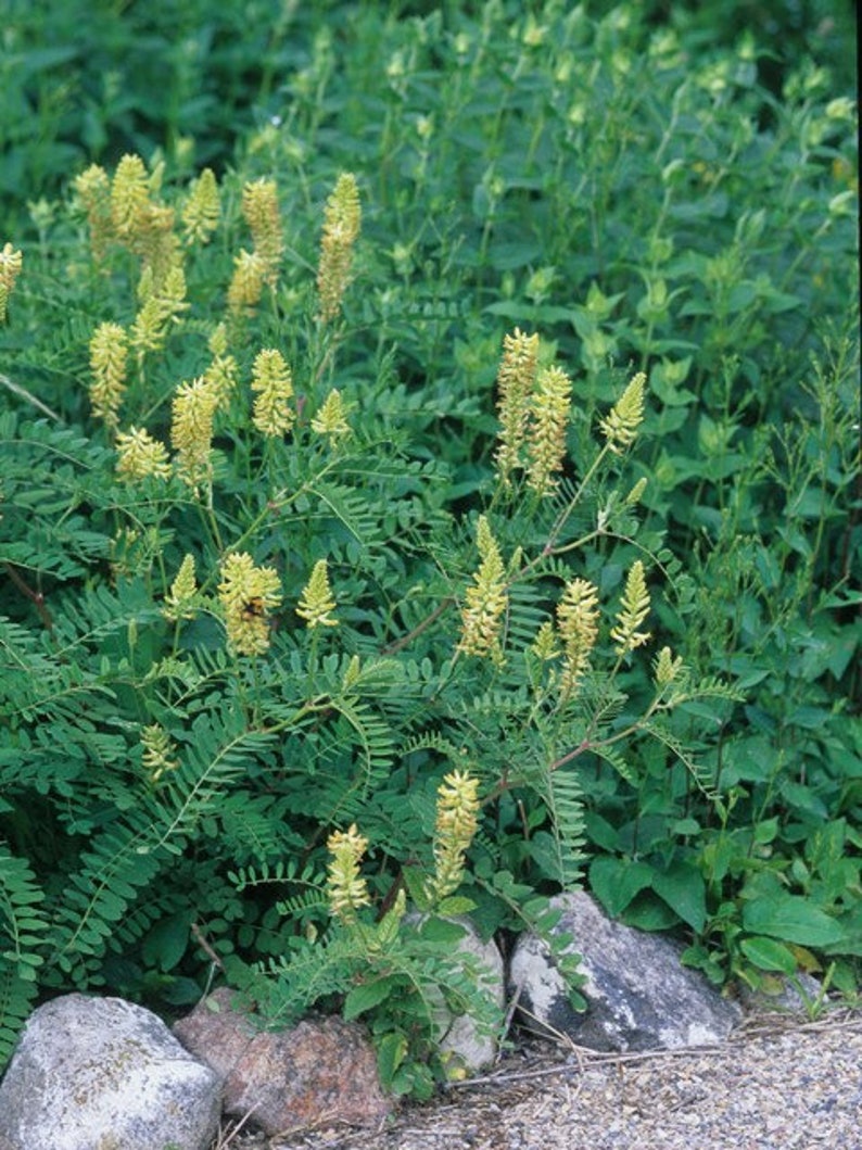 White Milkvetch Native Seeds, Rattle Weed Canadian Milkvetch Astragalus ...
