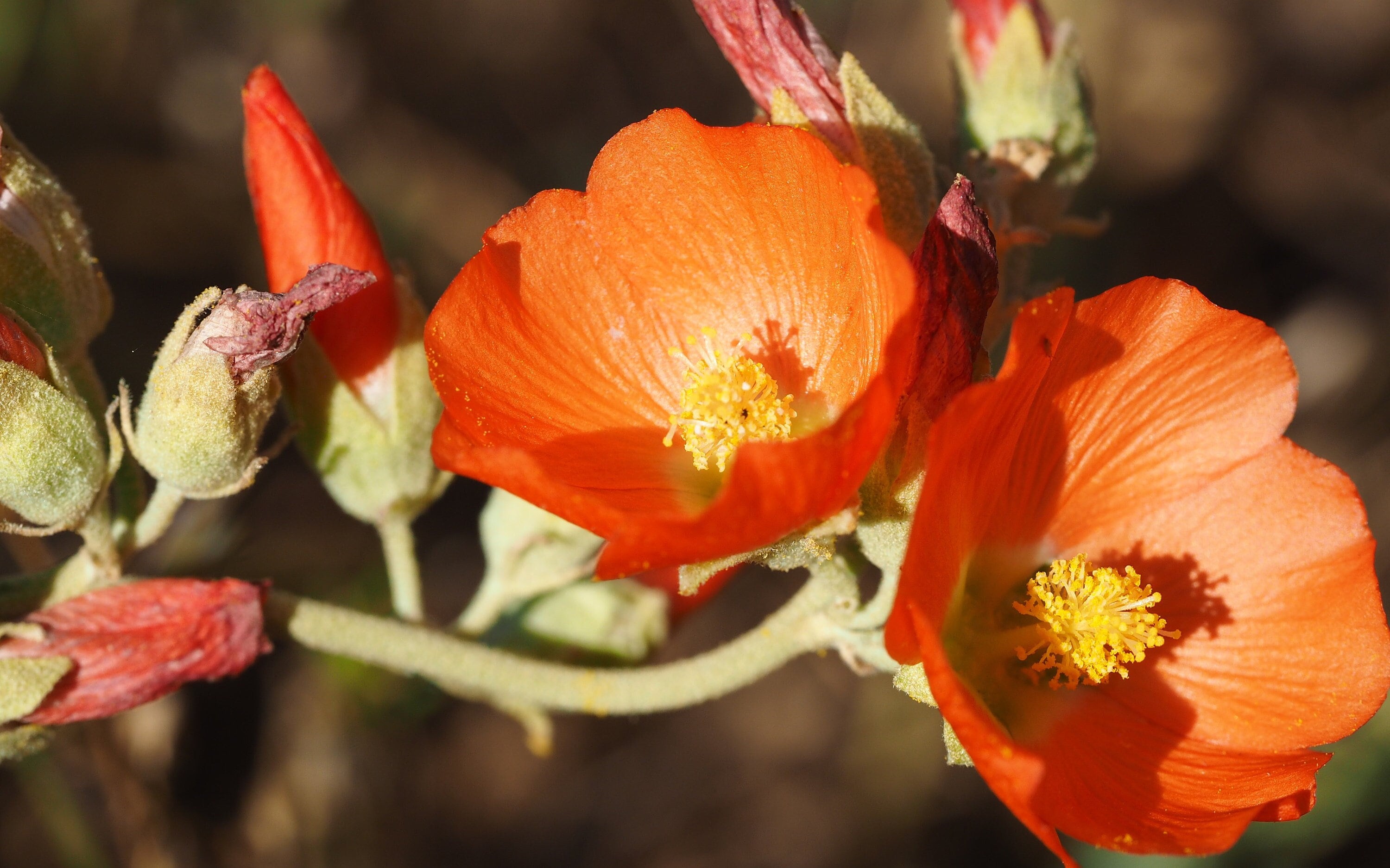 Apricot Desert Globemallow Rare Seeds (sphaeralcea Ambigua) | DROUGHT ...