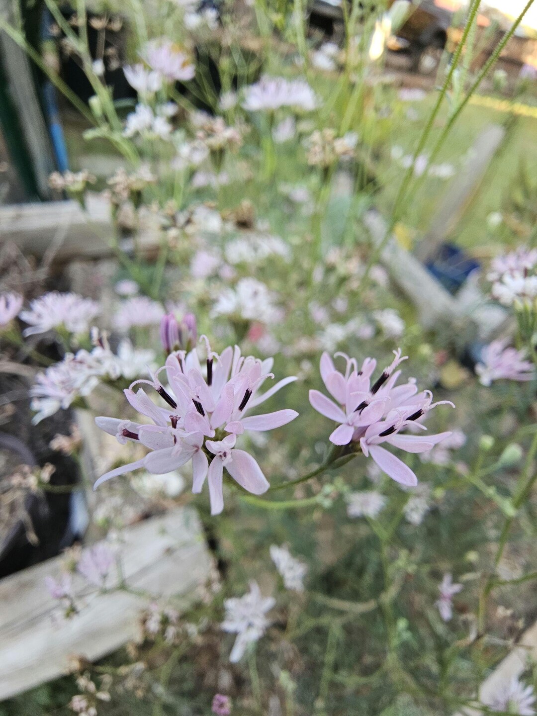 Small Palafox Native Seeds - (palafoxia Callosa) Drought Tolerant Texas ...