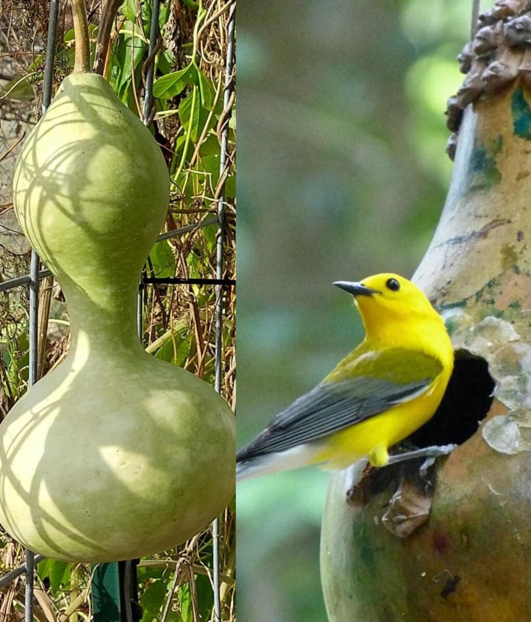 Birdhouse Gourd Seeds: Grow Your Own Bird Sanctuary! Fun and Easy, Grow ...