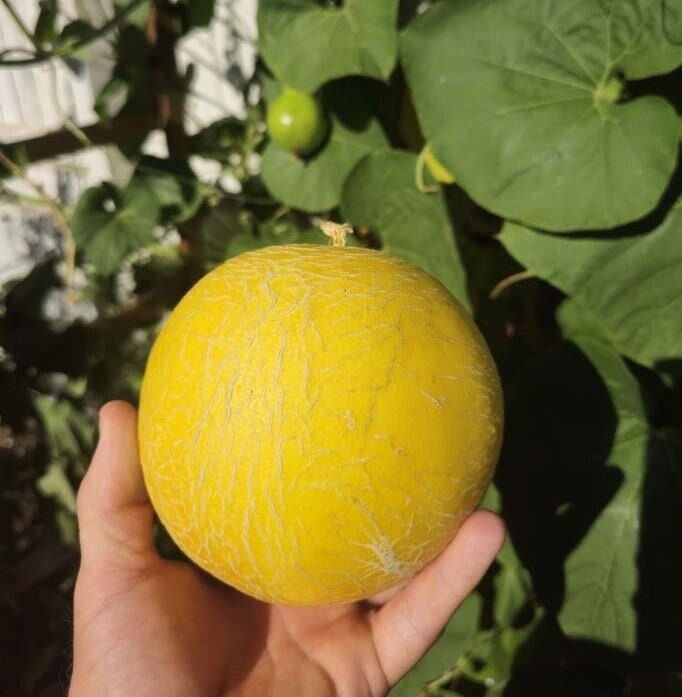 Gold 'diplomat' Personal Melon Rare Seeds | Homestead Gardening ...