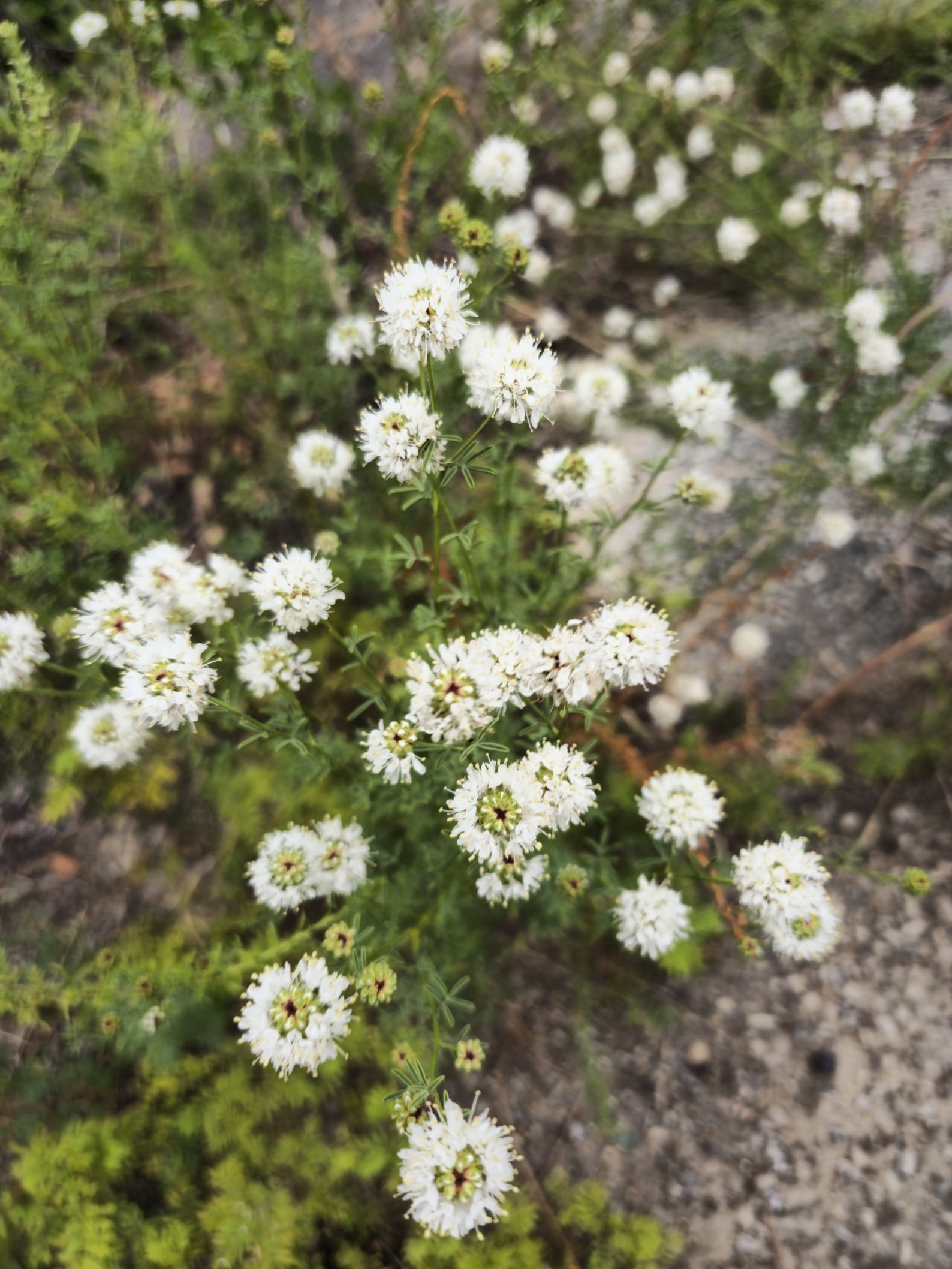 Roundhead Prairie Clover Seeds (dalea Multiflora) Drought Tolerant ...