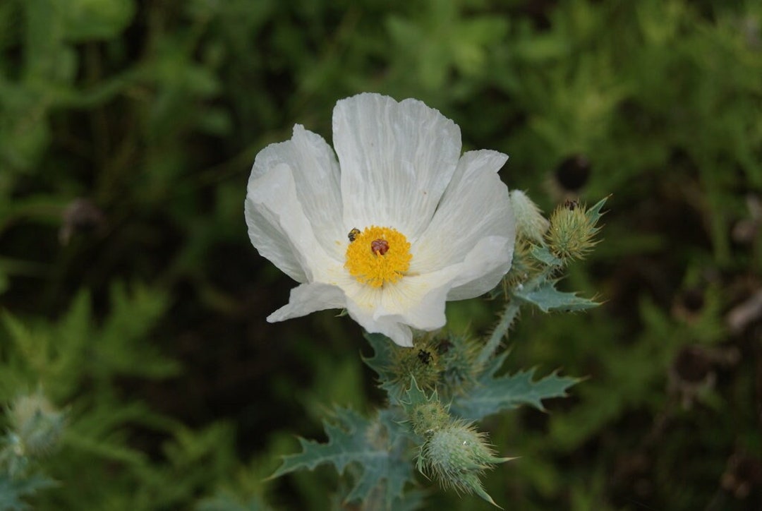 White Prickly Poppy Seeds - (argemone Albiflora) - Native Bluestem ...