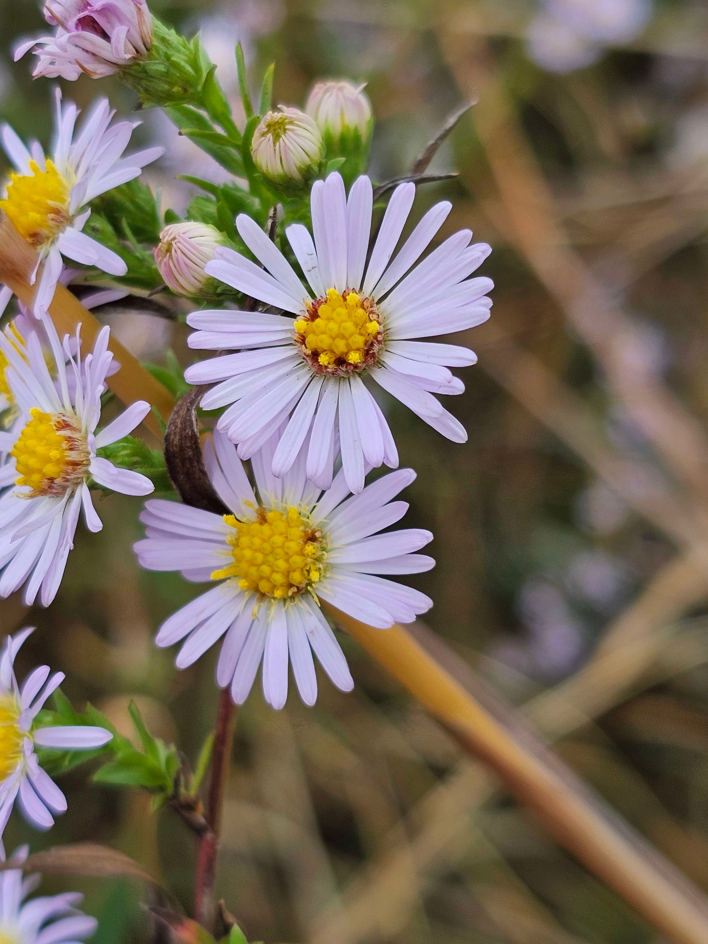Texas Heath Aster Native Seeds (aster, Symphyotrichum Ericoides ...