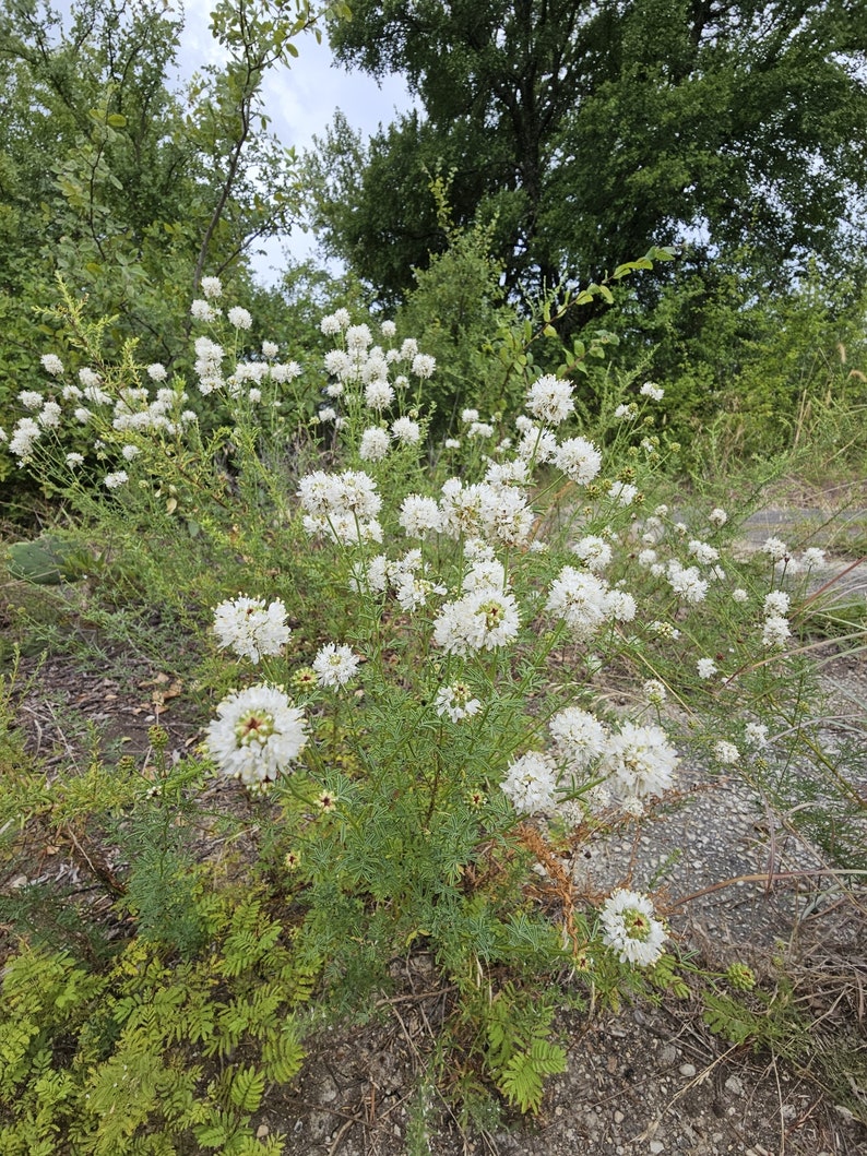 Roundhead Prairie Clover Seeds - (dalea Multiflora) Drought Tolerant ...