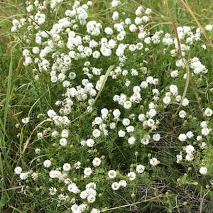 Roundhead Prairie Clover Seeds - (dalea Multiflora) Drought Tolerant ...