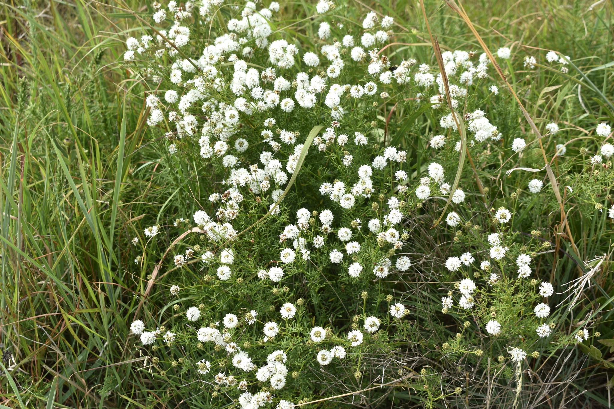 Roundhead Prairie Clover Seeds (dalea Multiflora) Drought Tolerant ...