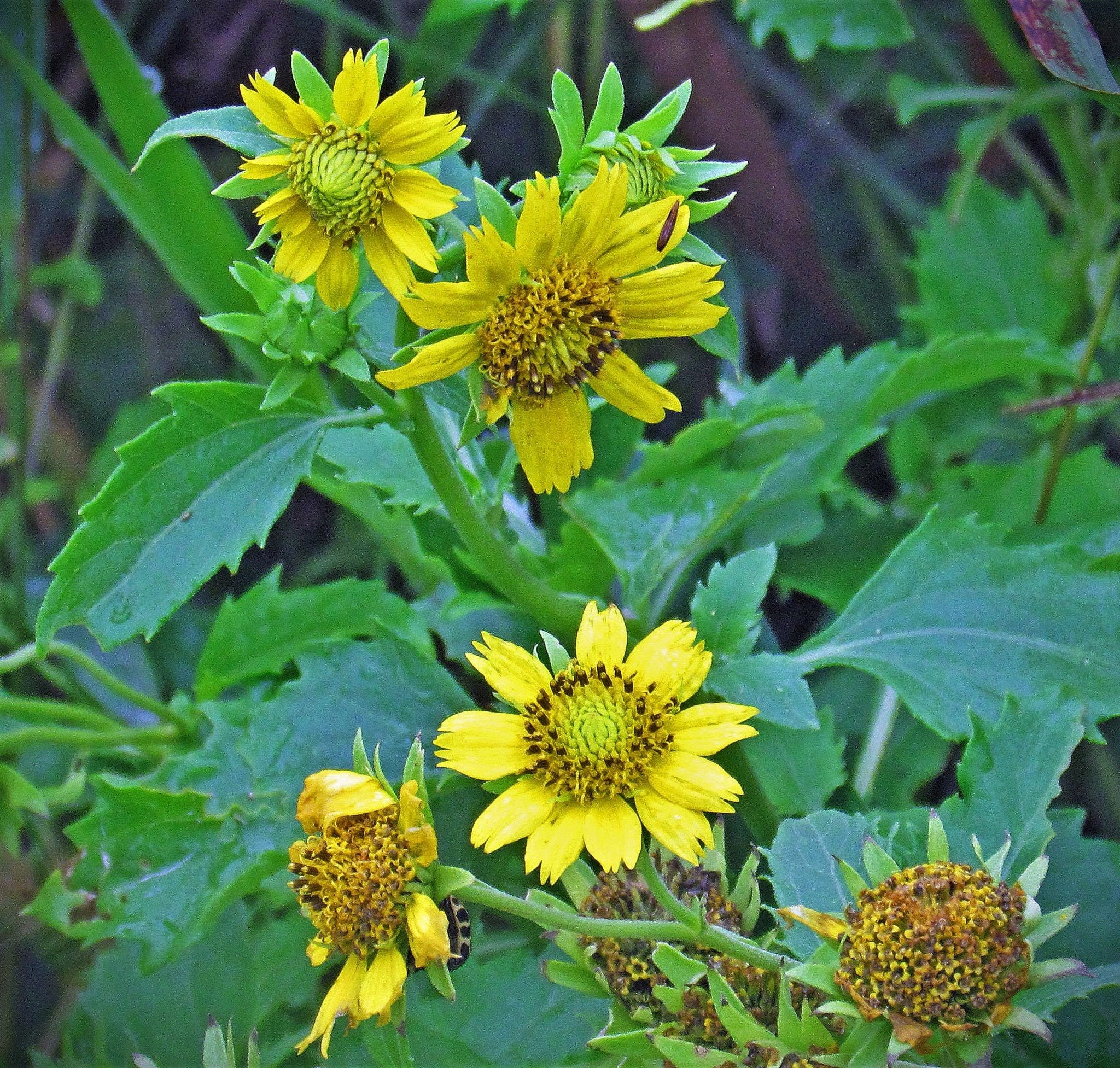Golden Crownbeard Native Seeds (verbesina Encelioides) Cowpen Daisy ...