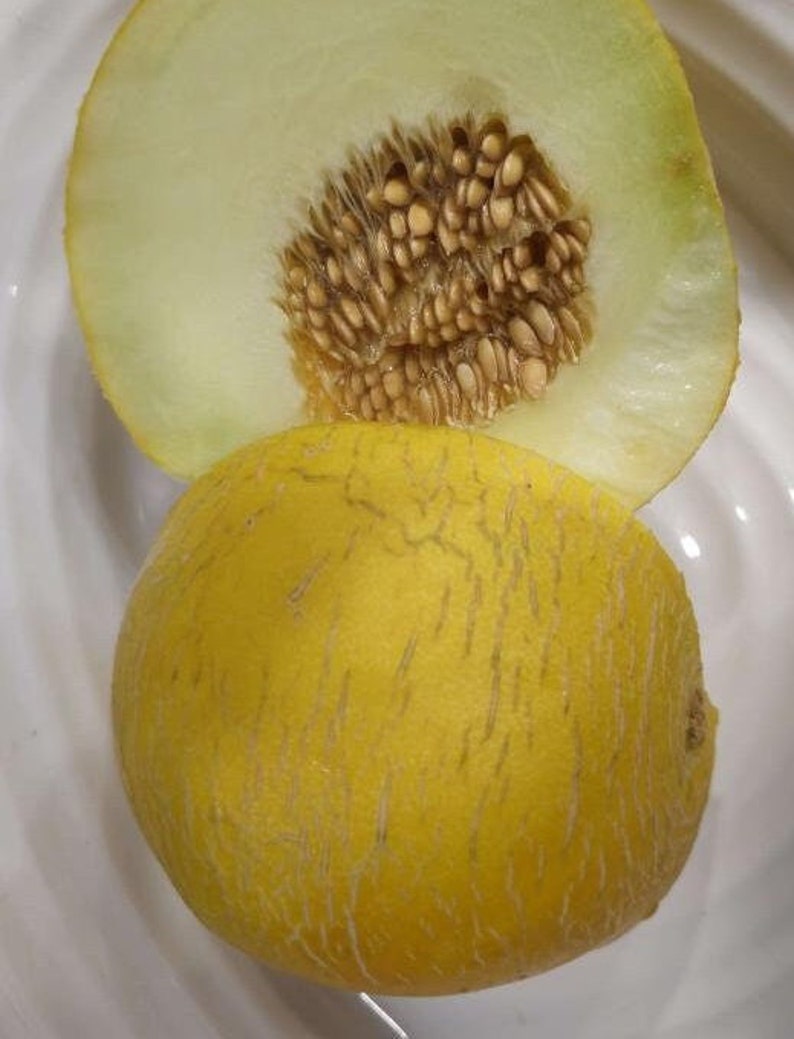 Gold 'diplomat' Personal Melon Rare Seeds | Homestead Gardening ...