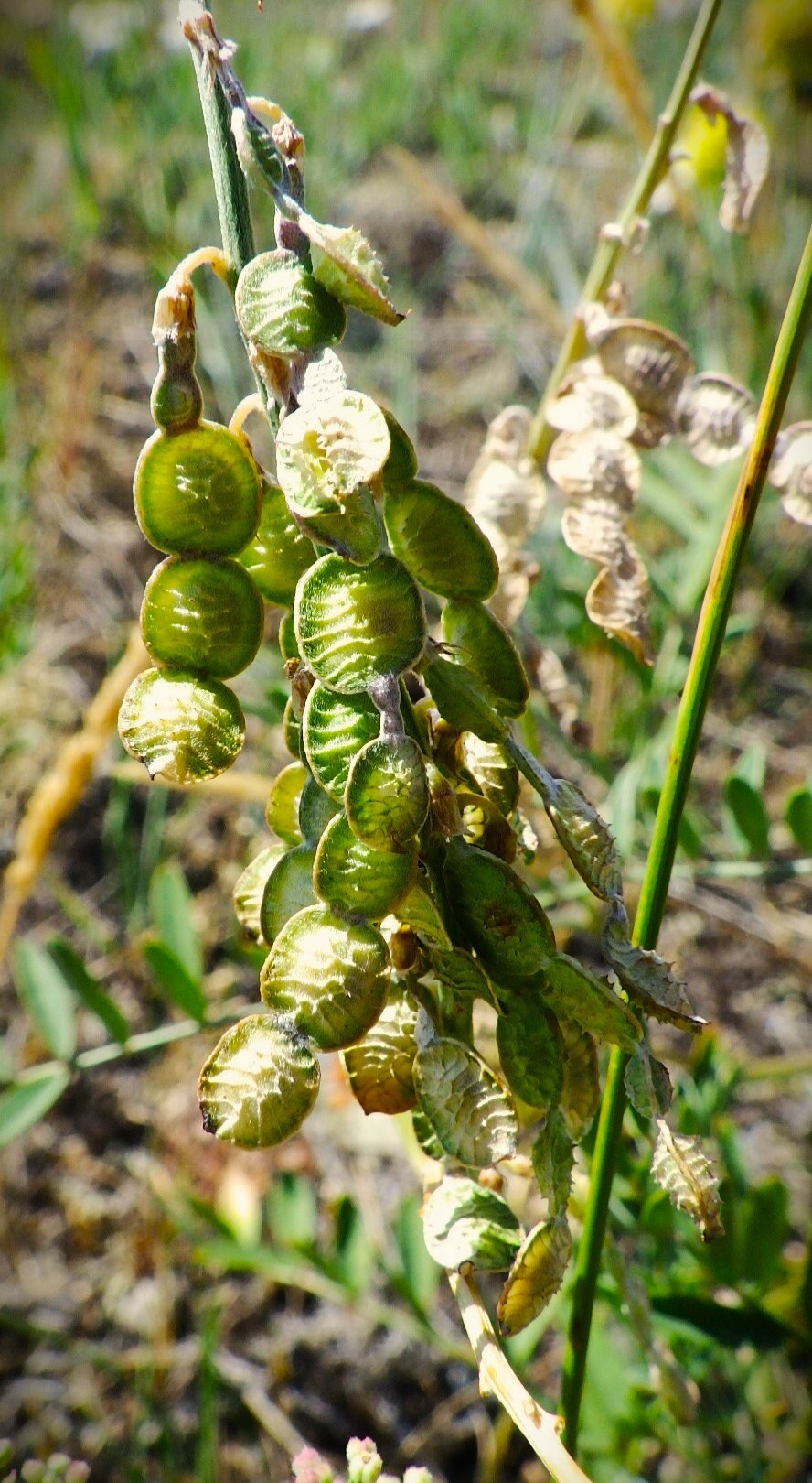 Boreal Sweetvetch Native 25 Seeds | Hedysarum Boreale | Utah Northern ...