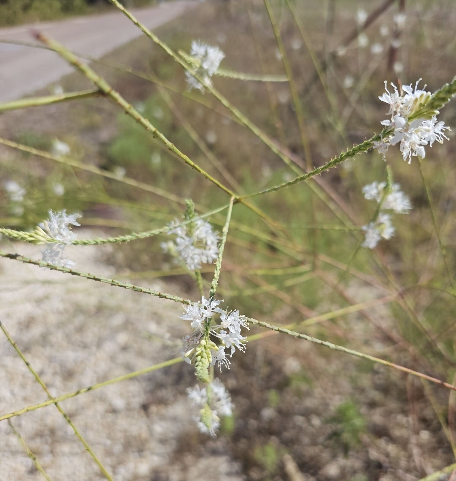 False Guara Rare Native Seeds (oenothera Glaucifolia) Evening Primrose ...