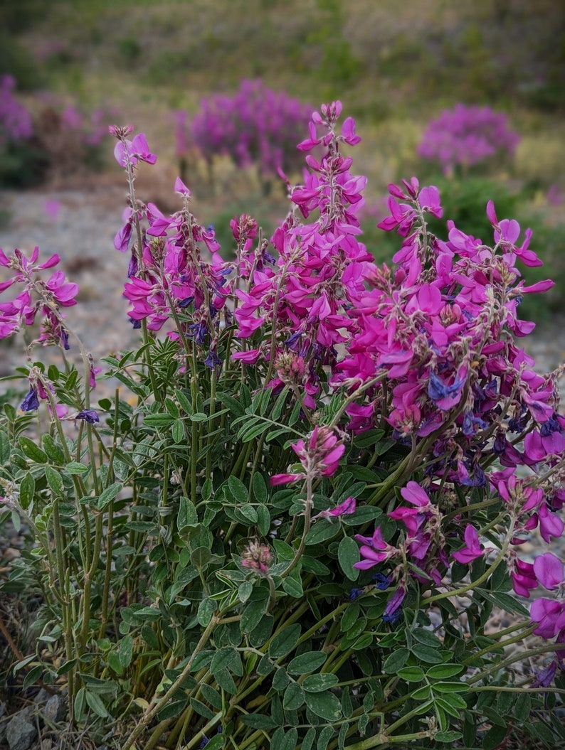 Boreal Sweetvetch Native 25 Seeds Hedysarum Boreale Utah Northern ...