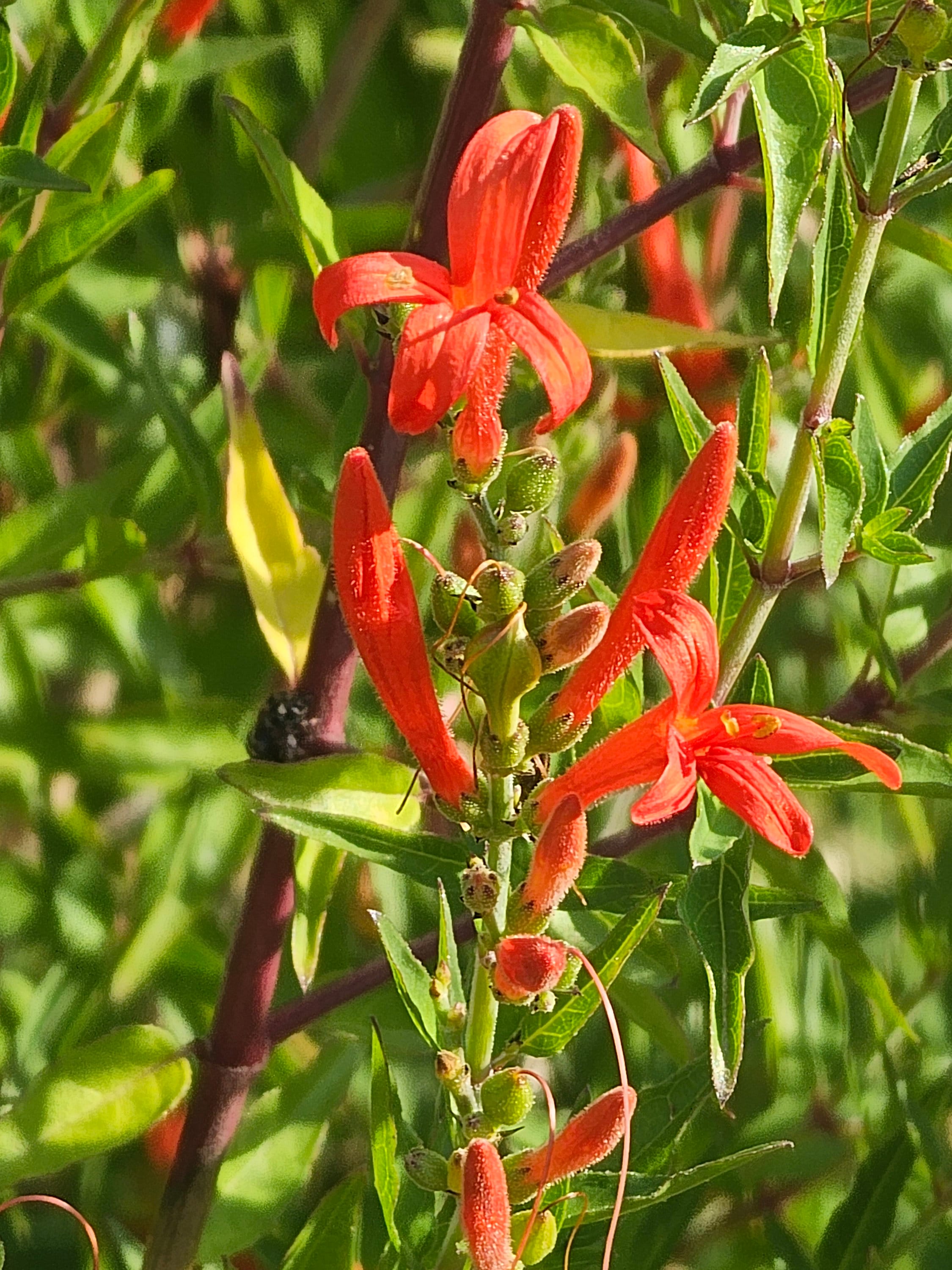 Flame Acanthus Fresh Seeds anisacanthus Quadrifidus Hummingbird Bush ...