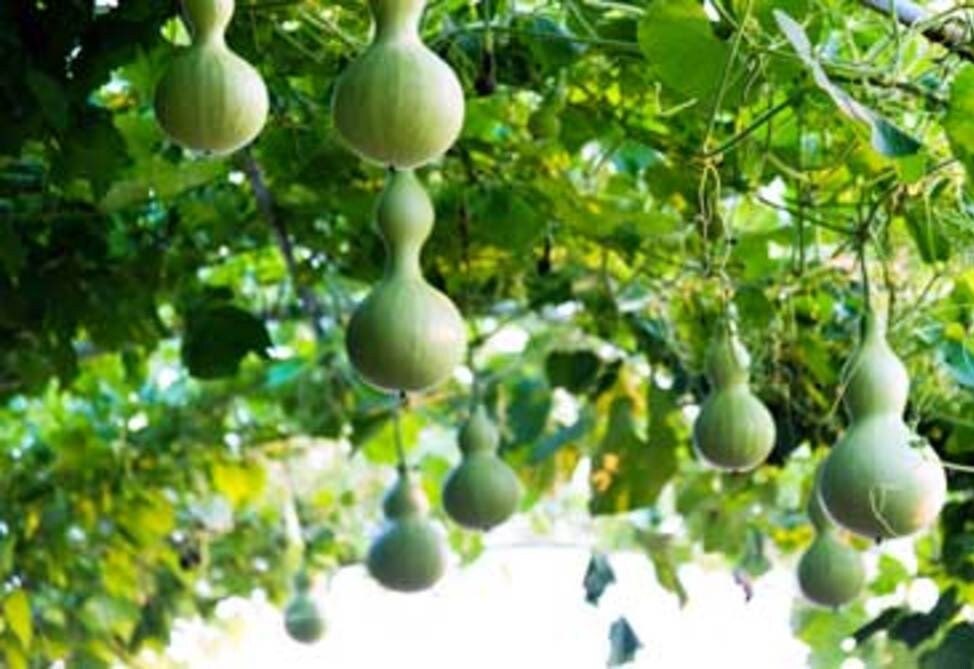 Birdhouse Gourd Seeds: Grow Your Own Bird Sanctuary Fun and Easy, Grow ...