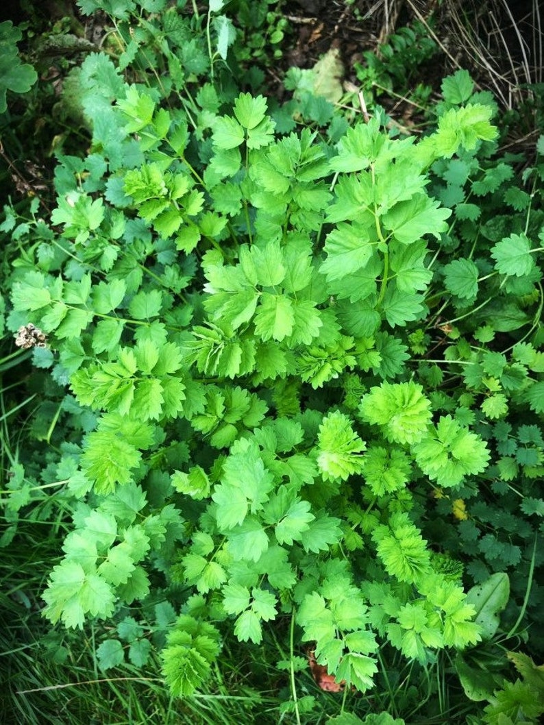 Sanguisorba Burnet Seeds, Perennial Greens Small Burnet Hardy Herb ...