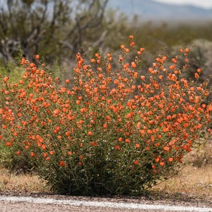 Apricot Desert Globemallow Seeds | Drought Tolerant Xeriscape Hibiscus ...