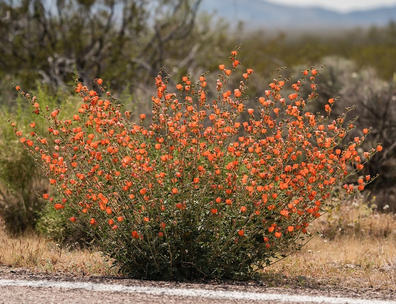 Apricot Desert Globemallow Seeds | Drought Tolerant Xeriscape Hibiscus ...